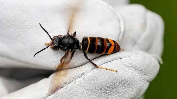 Invasiver Japankäfer: Warum das Insekt in Deutschland zur Gefahr wird ...