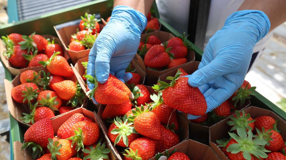 Erdbeeren - 5 gute Gründe für das gesunde Superfood | brisant.de