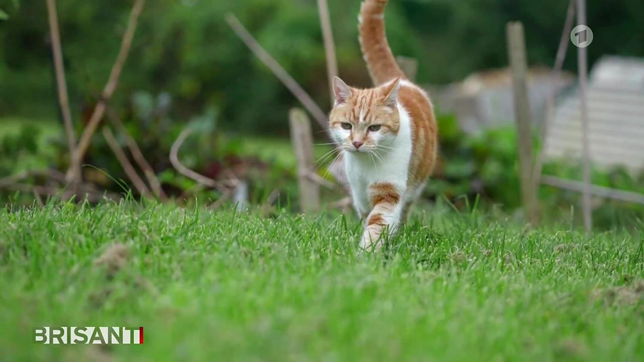 Katzen verstehen – mit deiner Hilfe! | brisant.de