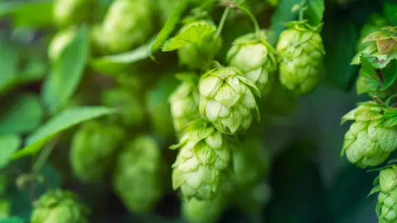 Koriander, Proteine, probiotisch: So wird das Bier durch Wissenschaft ...
