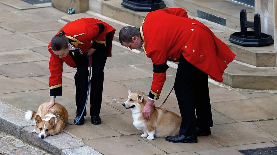 Andrew oder Sarah Ferguson - bei wem bleiben die Corgis von Queen ...
